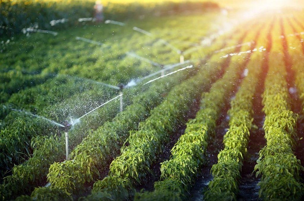 Agrosel The Seed Professional