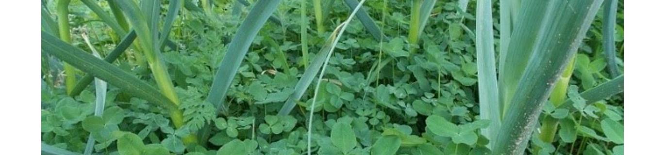 Trifoiul alb mulciul viu dintre randurile tale de legume