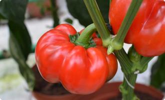 Agrosel The Seed Professional