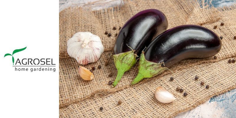 Agrosel The Seed Professional