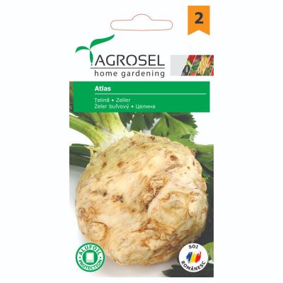 Seminte Telina de radacina Atlas - 1g