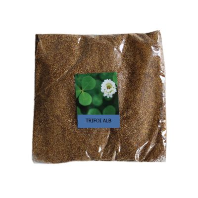 Seminte Trifoi Alb - 1 kg