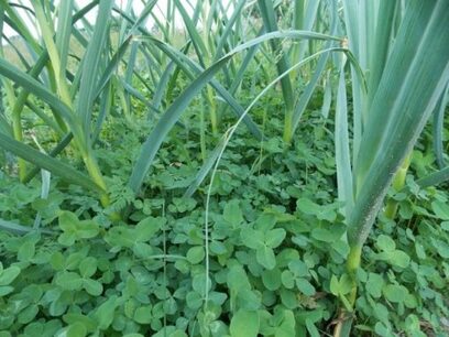 Trifoiul alb mulciul viu dintre randurile tale de legume