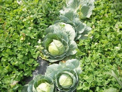 Trifoiul alb mulciul viu dintre randurile tale de legume